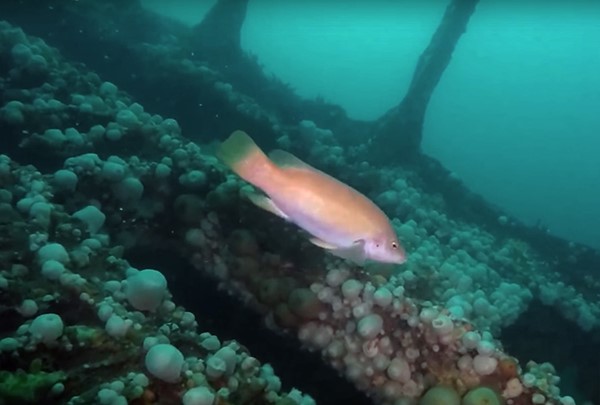 Scuba Diving around Mull - West Coast Tours